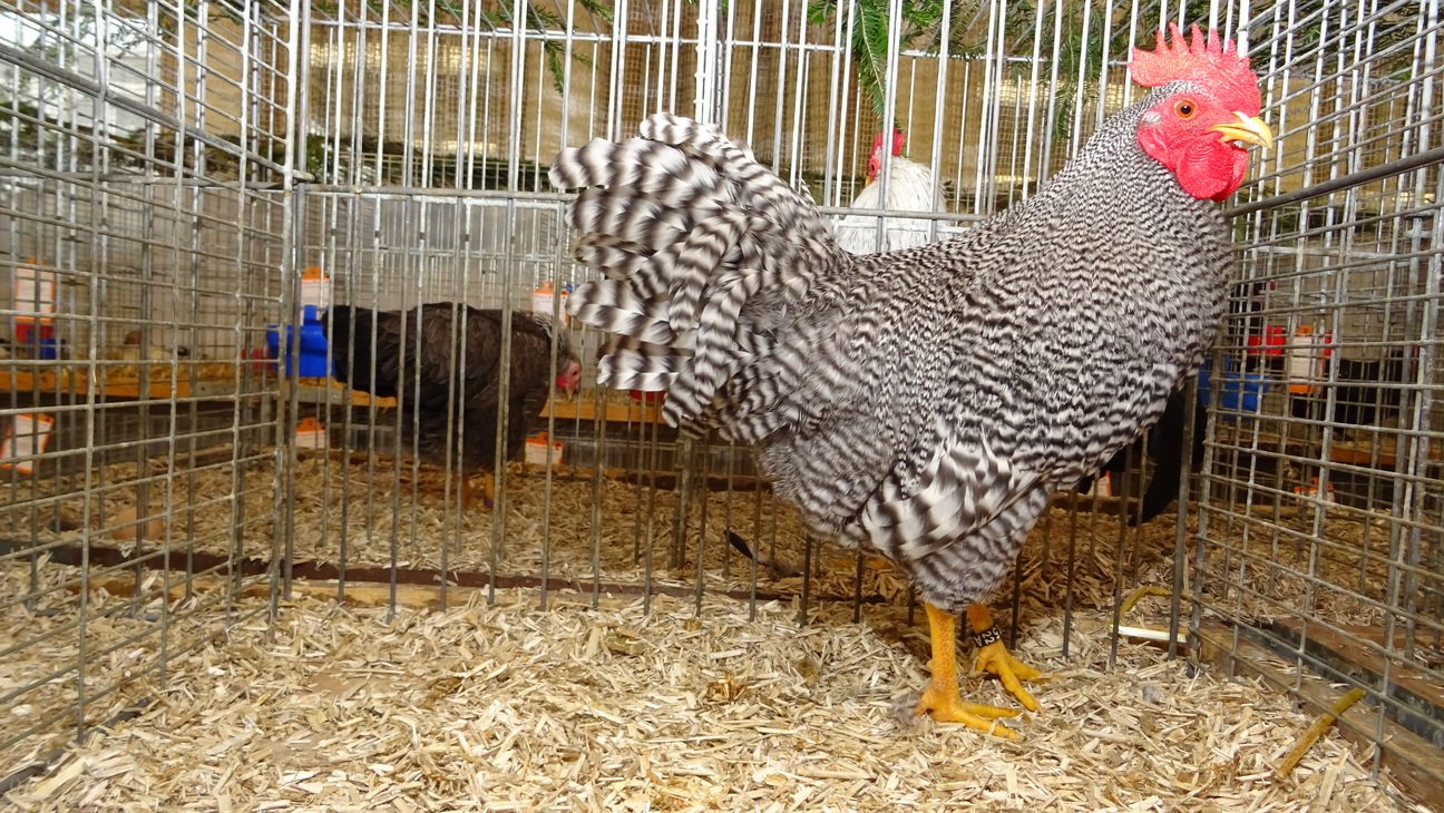 Zwerg Amrocks Anker=Stoll – Kleintierzüchter